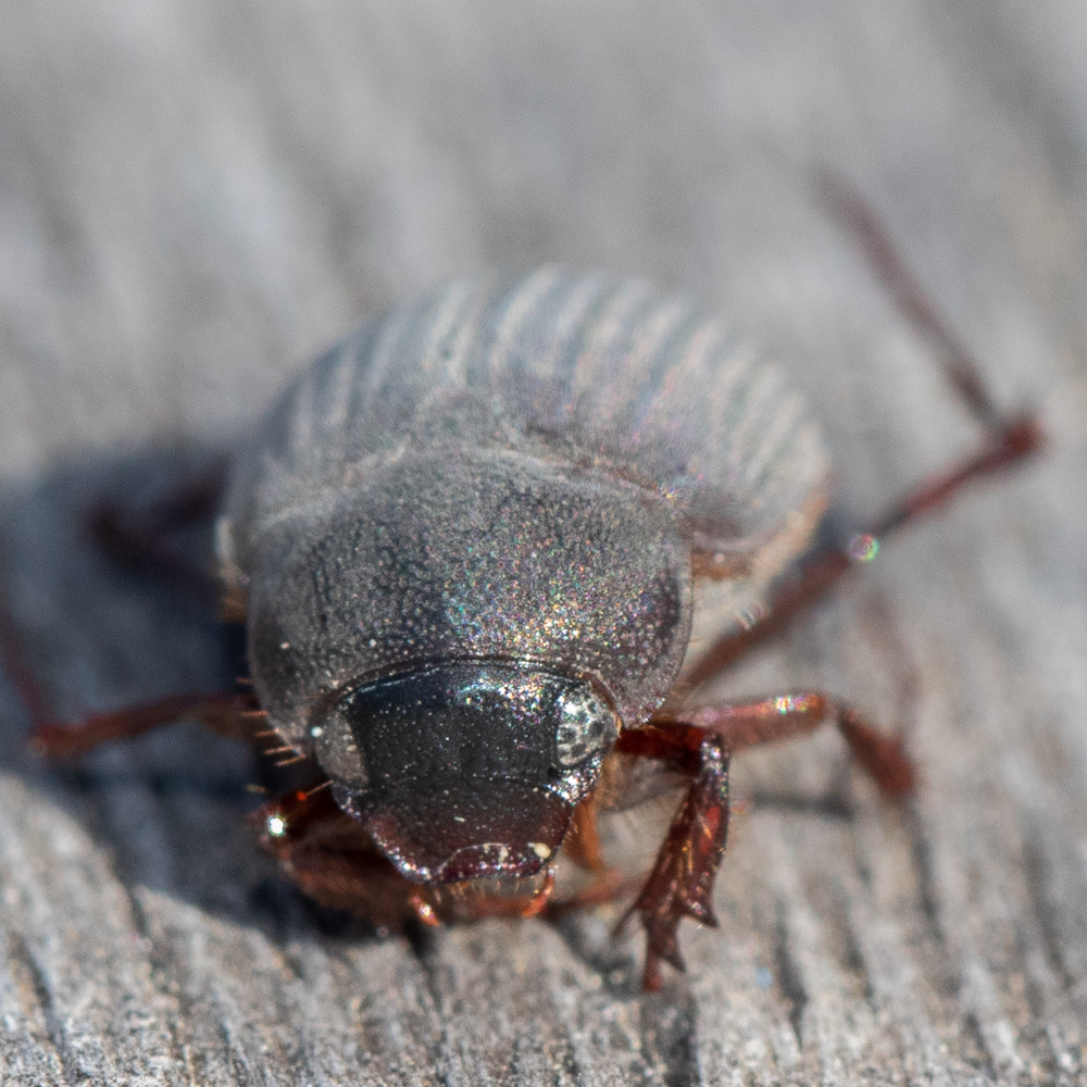 Maladera holosericea from 17550 Dolus-d'Oléron, France on July 16, 2022 ...