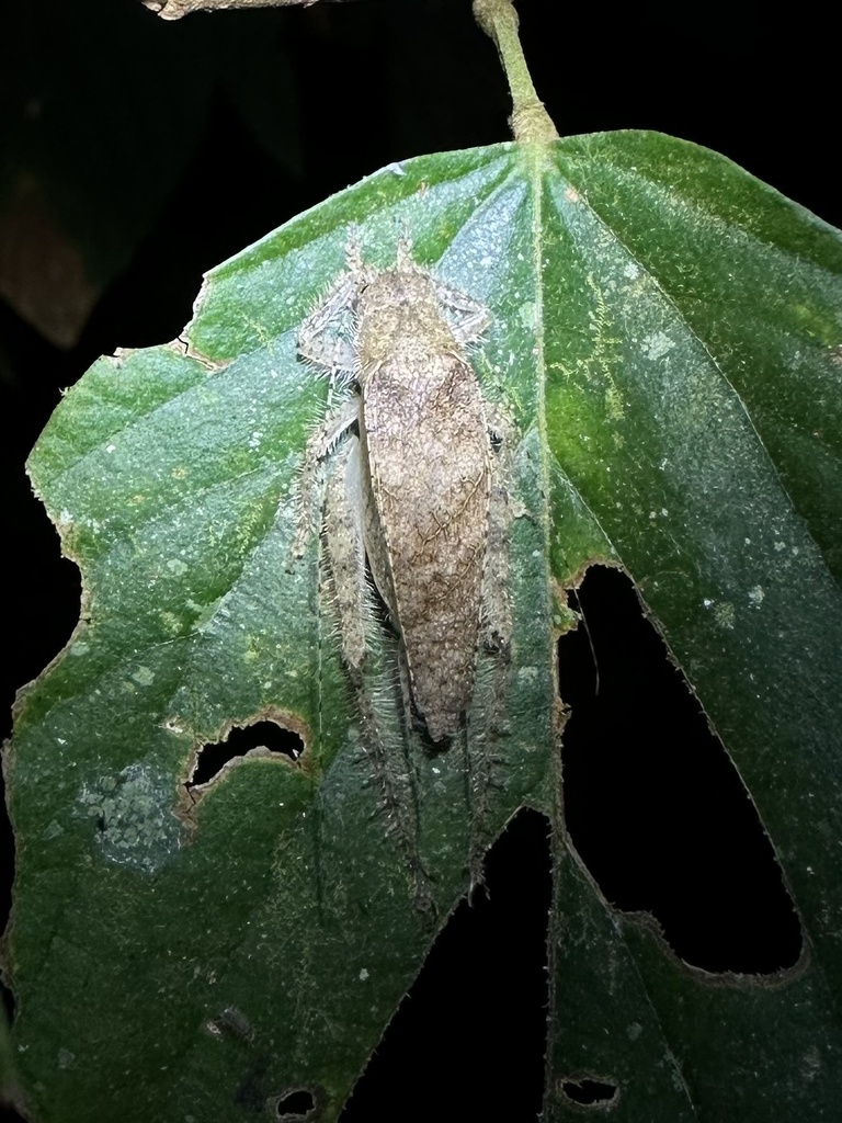 Tree Crickets and Bush Crickets from Colon, PA on 16 February, 2023 at ...