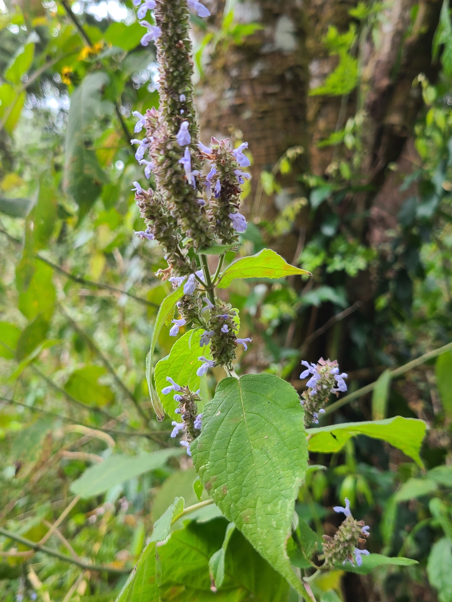 Salvia polystachia Cav.