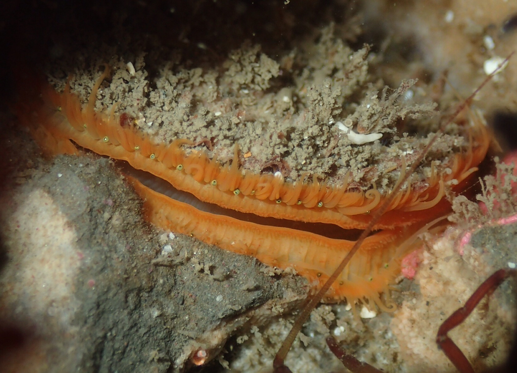 Giant Rock Scallop (China Cove Organisms) · iNaturalist