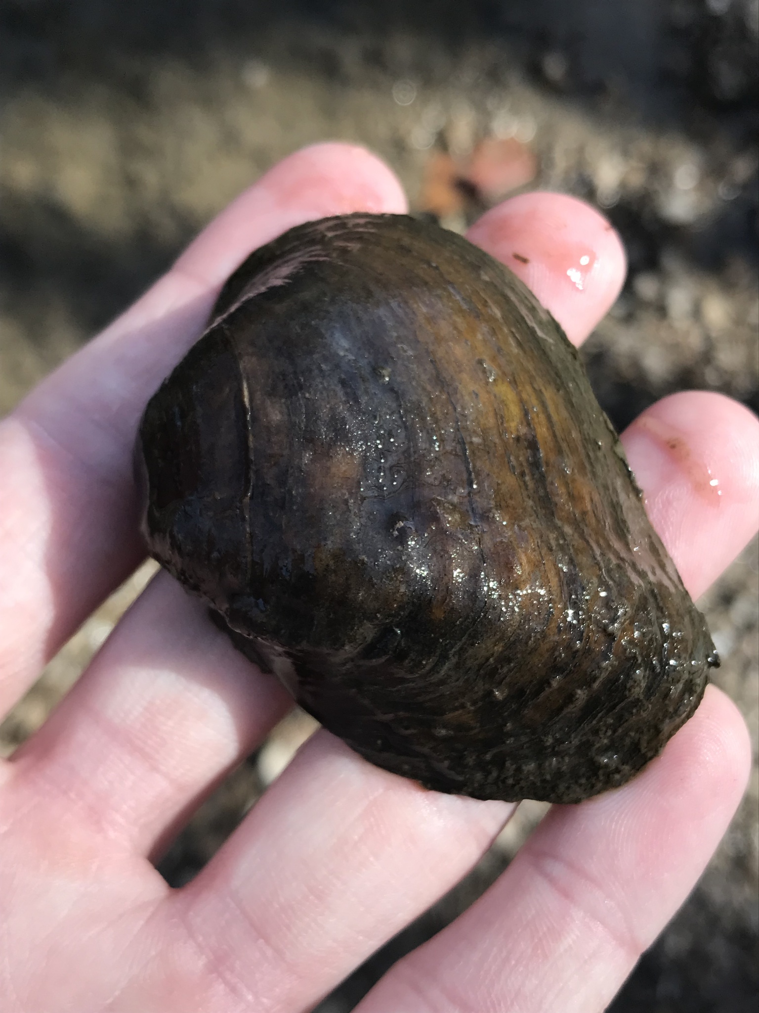 Fusconaia C.T.Simpson, 1900