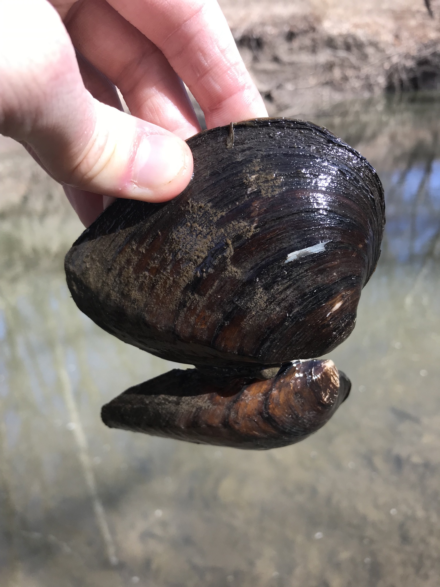 Fusconaia C.T.Simpson, 1900