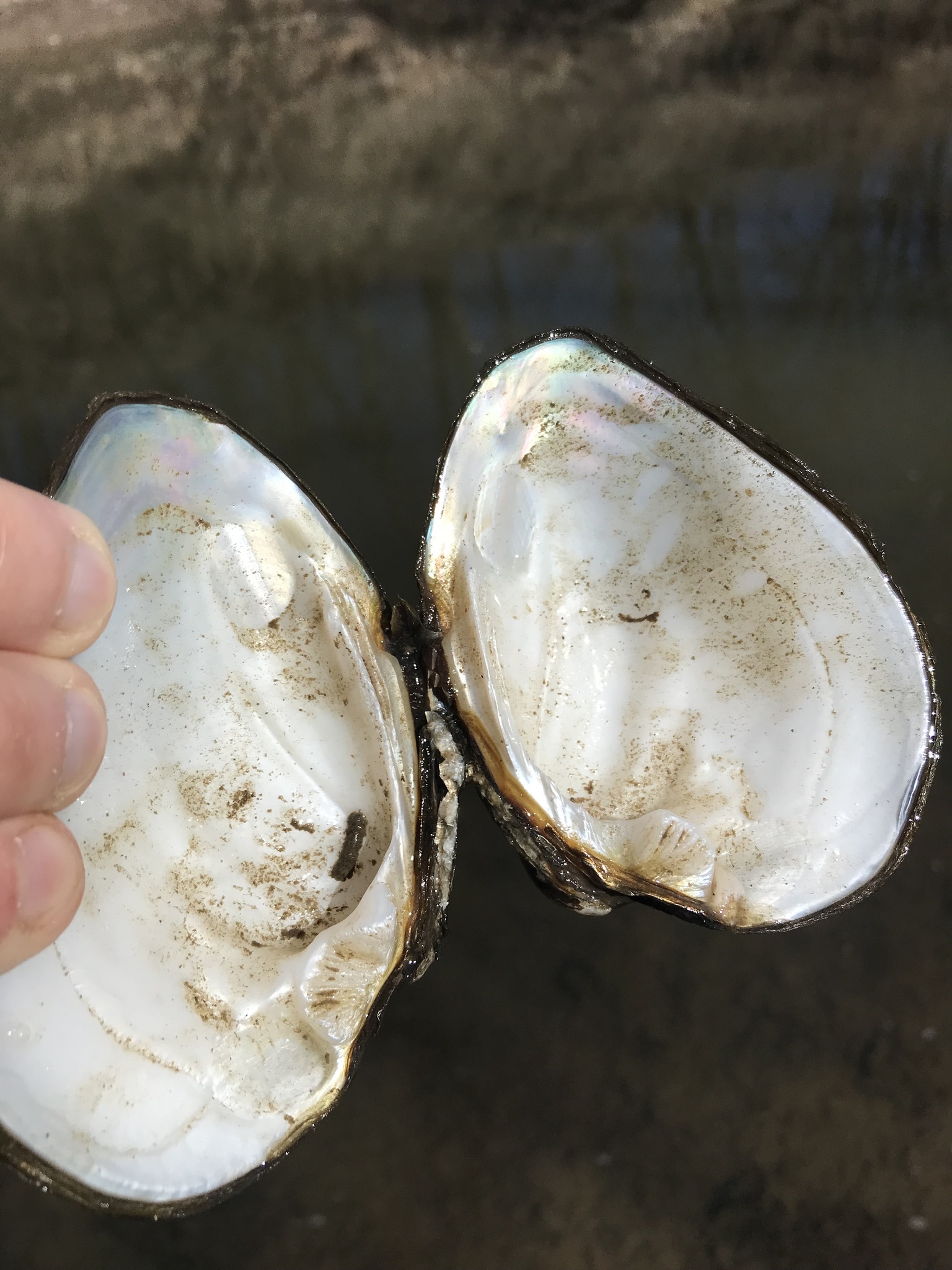 Fusconaia C.T.Simpson, 1900