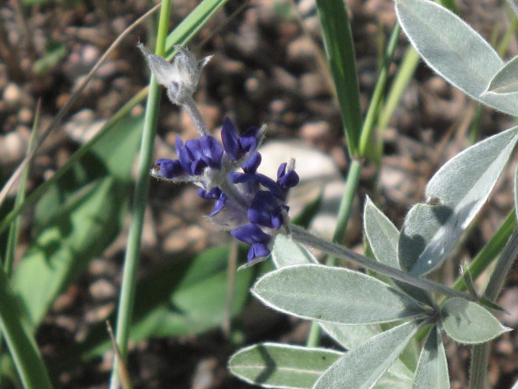 silvery scurfpea (Plants of Fishers Peak State Park) · iNaturalist