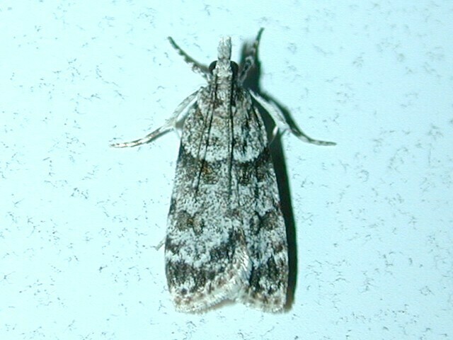 Double-striped Scoparia Moth from Ward Pound Ridge Trailside ...