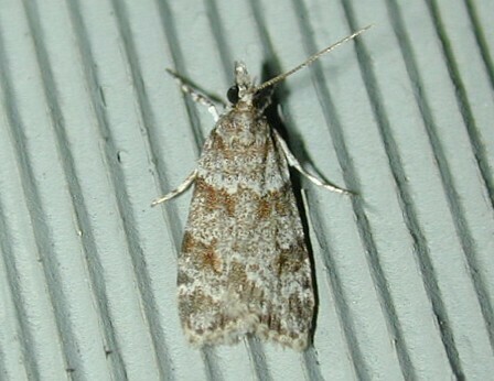 Double-striped Scoparia Moth from Bedford Audubon Society, Katonah, NY ...