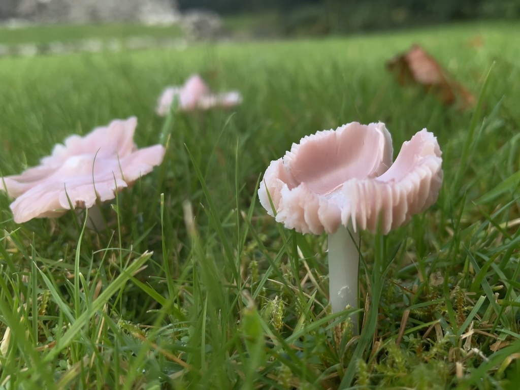 Pink Waxcap in October 2022 by lmw579 · iNaturalist