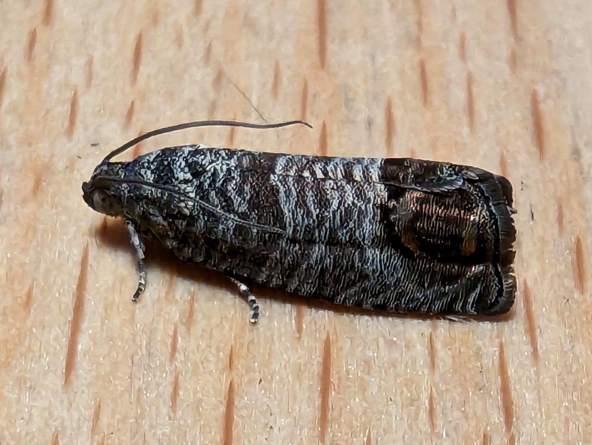 Cydia pomonella (Linnaeus, 1758)