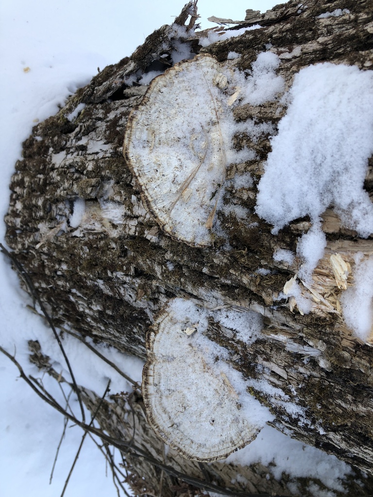 Trichaptum subchartaceum from Knoxdale-Merivale, Ottawa, ON, CA on ...