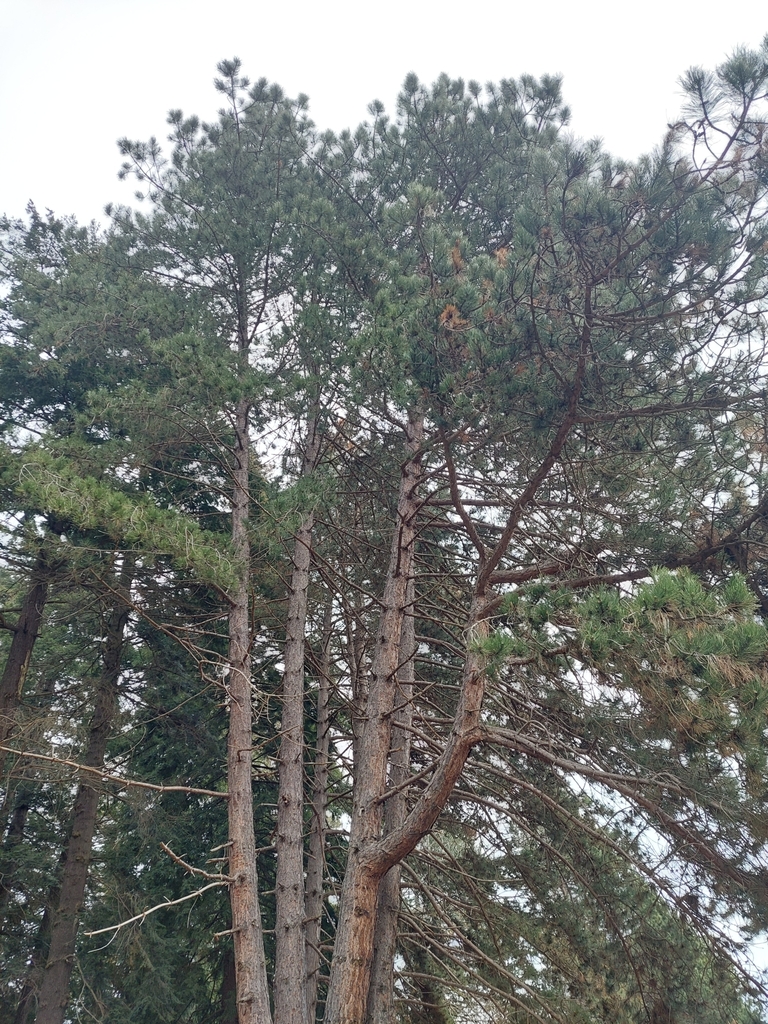Scots pine from Matthews Beach, Seattle, WA, USA on February 25, 2023 ...