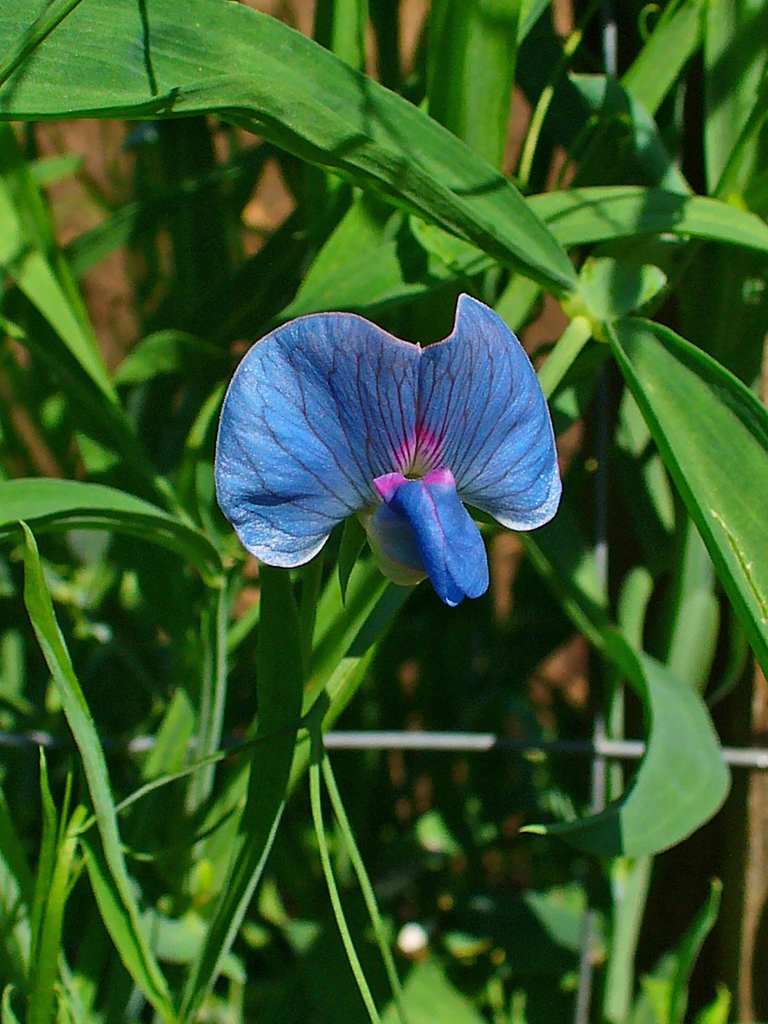 Indian pea (Lathyrus sativus) - Botanical Realm