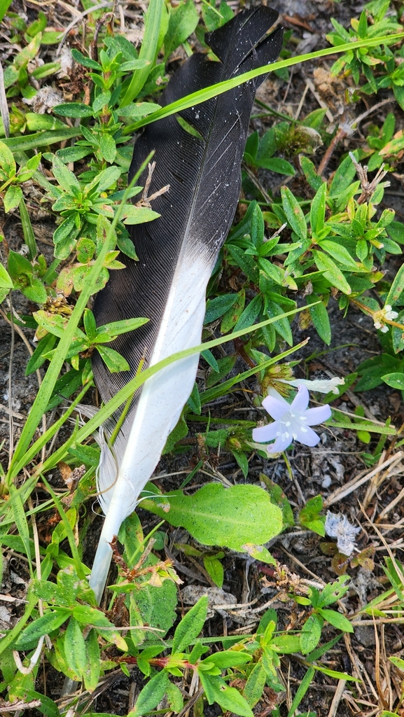 Black-bellied Whistling-Duck from Yeehaw, FL 34972, USA on February 24 ...
