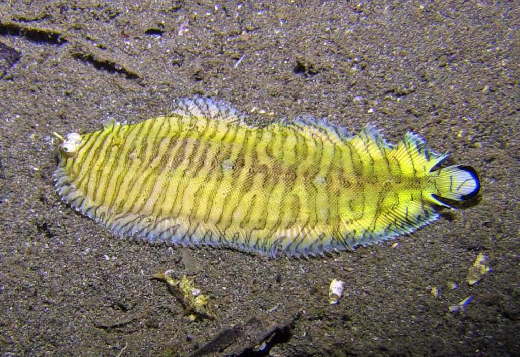 Tiger Sole from Pemuteran Jetty, Bali, Indonesia on October 18, 2017 by ...