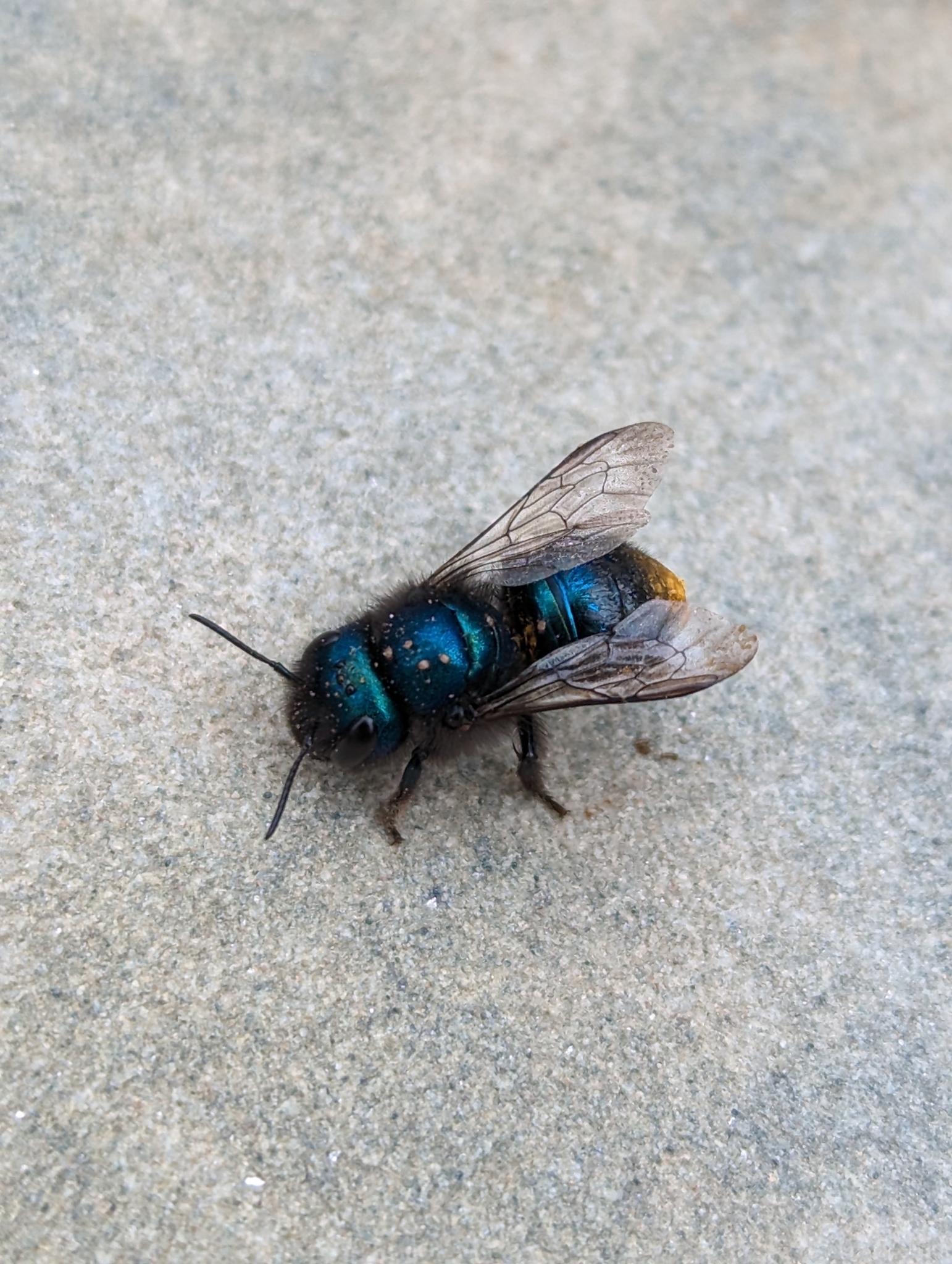 Osmia ribifloris Cockerell, 1900