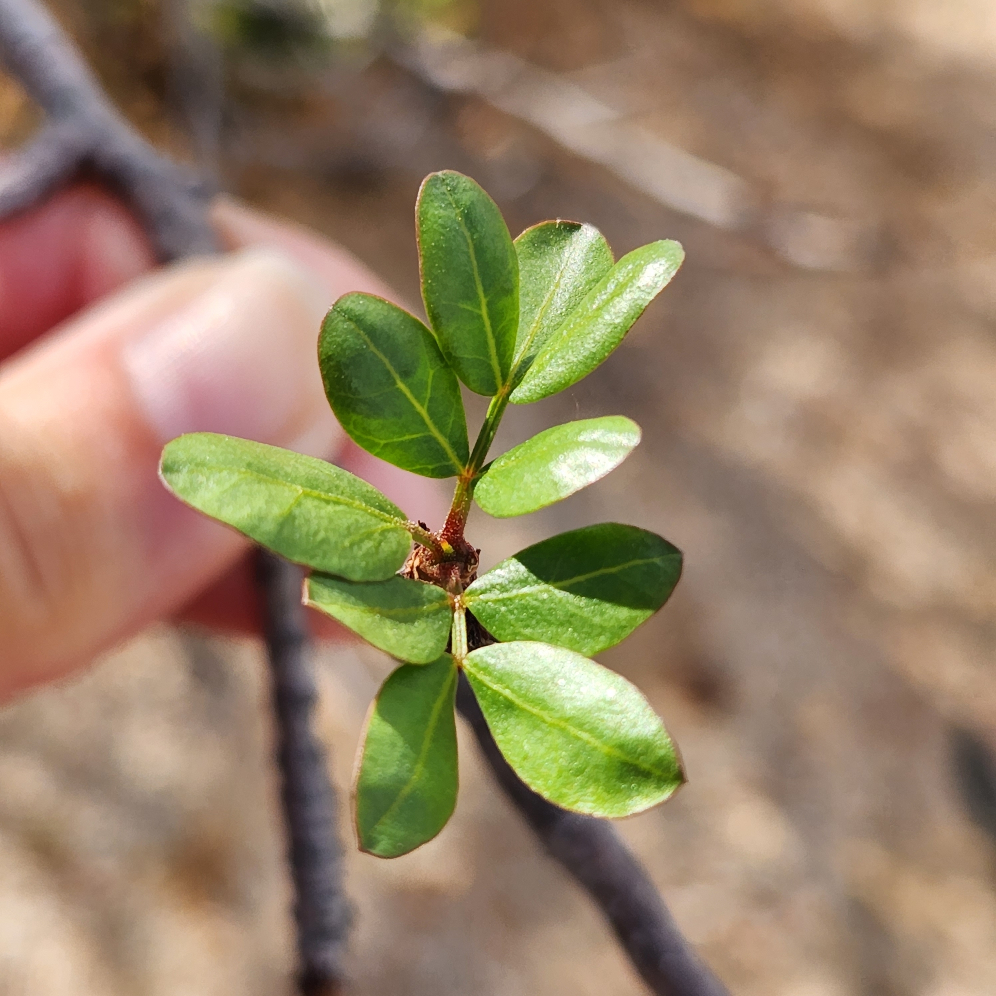 Bursera fagaroides (Kunth) Engl.