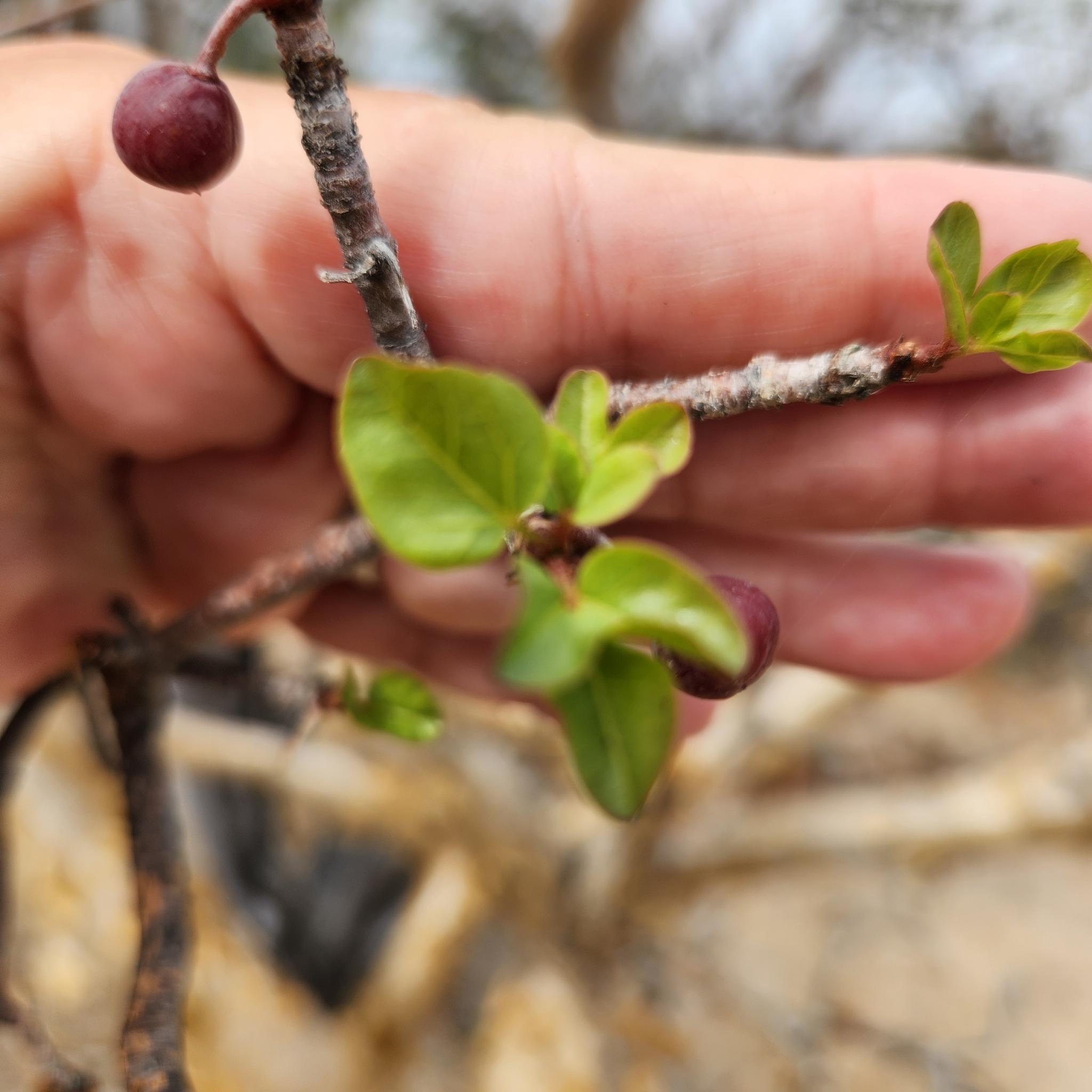 Bursera fagaroides (Kunth) Engl.