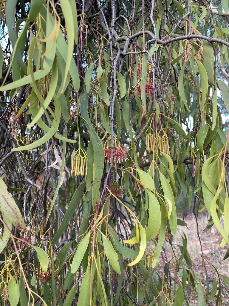 Box Mistletoe from Feder Rd, Chapel Hill, SA, AU on February 26, 2023 ...