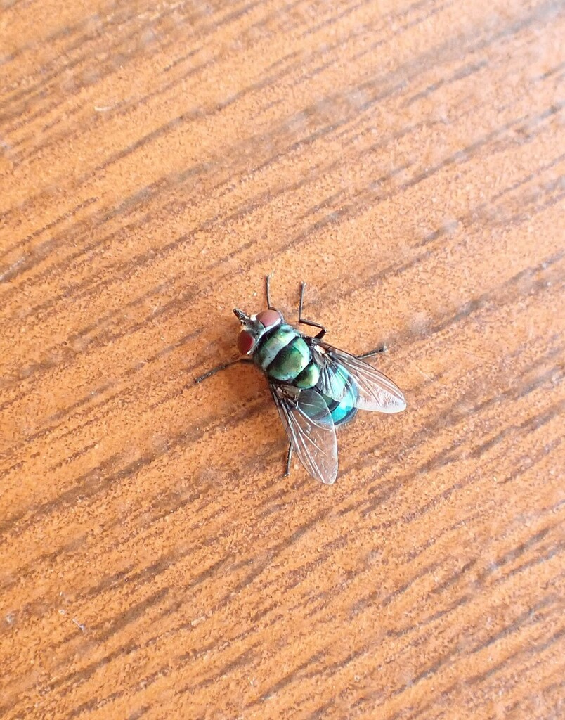 Chrysomyinae from Bugonga, Entebbe, Uganda on February 03, 2023 at 06: ...