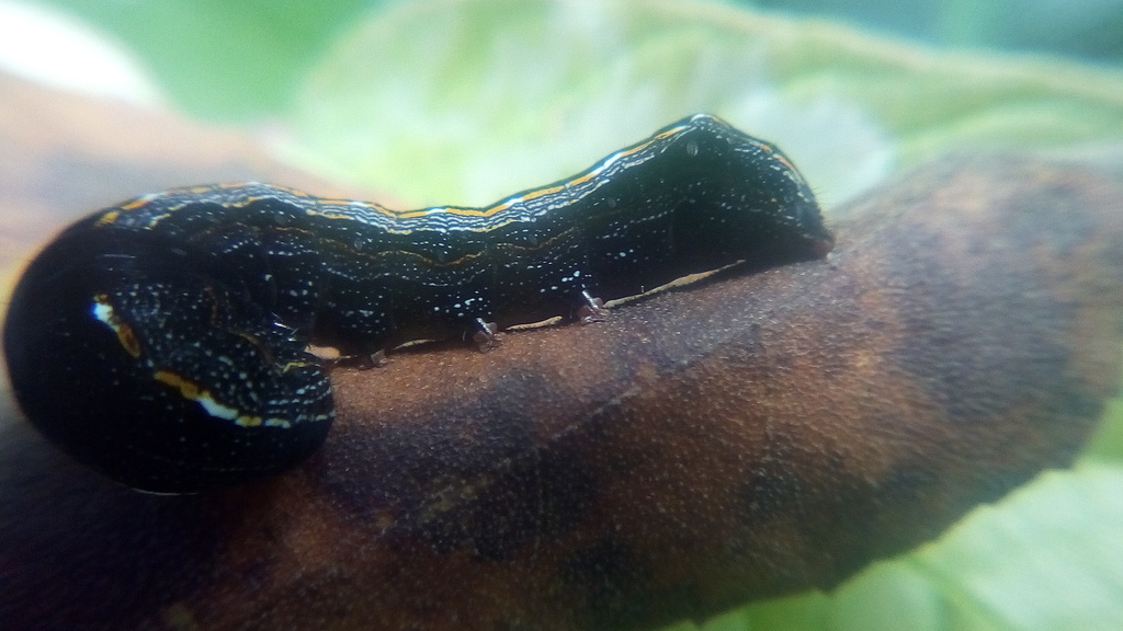 Velvet Armyworm Moth from San Antonio, S.L.P., México on October 19 ...