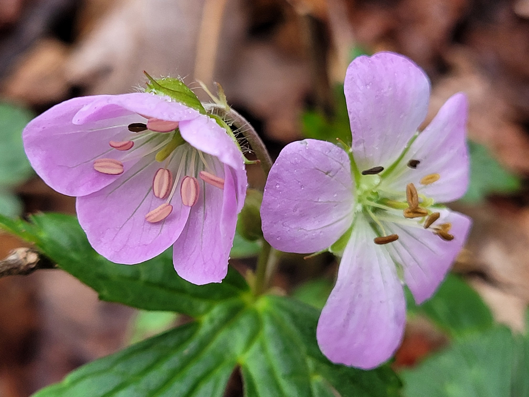 Geranium maculatum L.