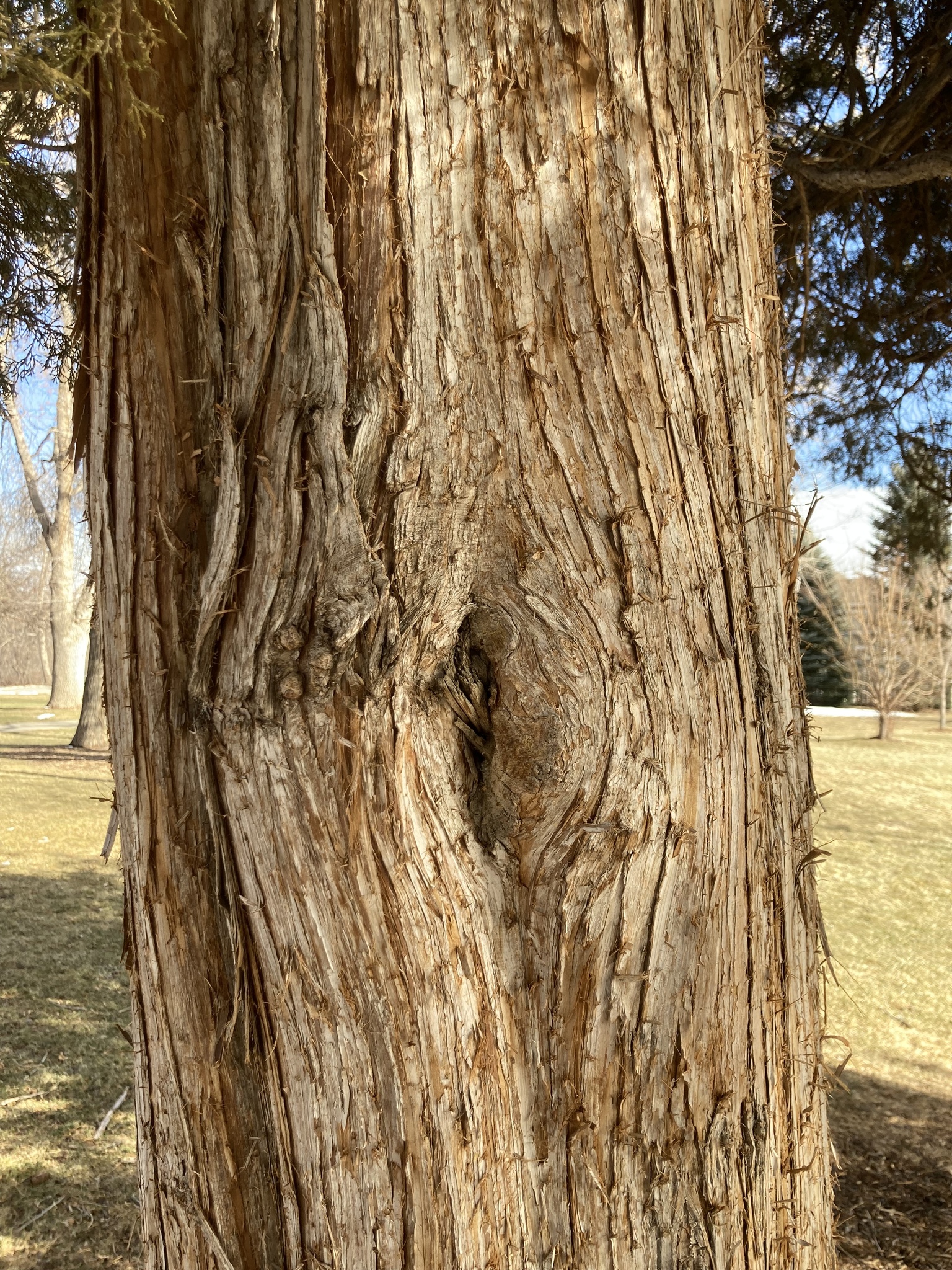 Juniperus scopulorum Sarg.