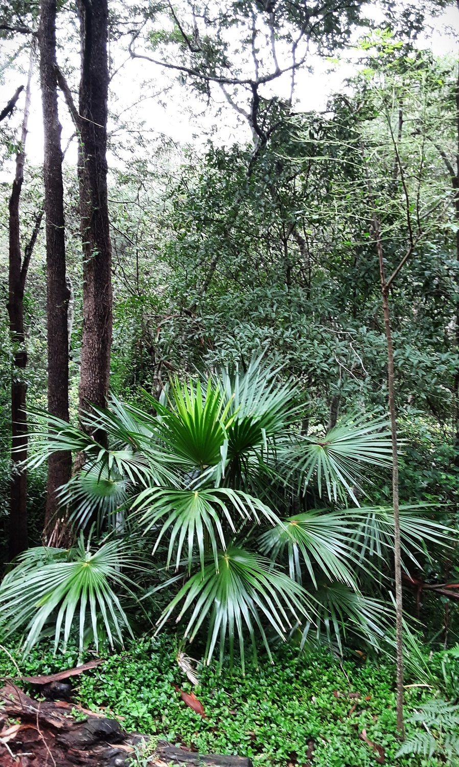 Livistona australis (R.Br.) Mart.