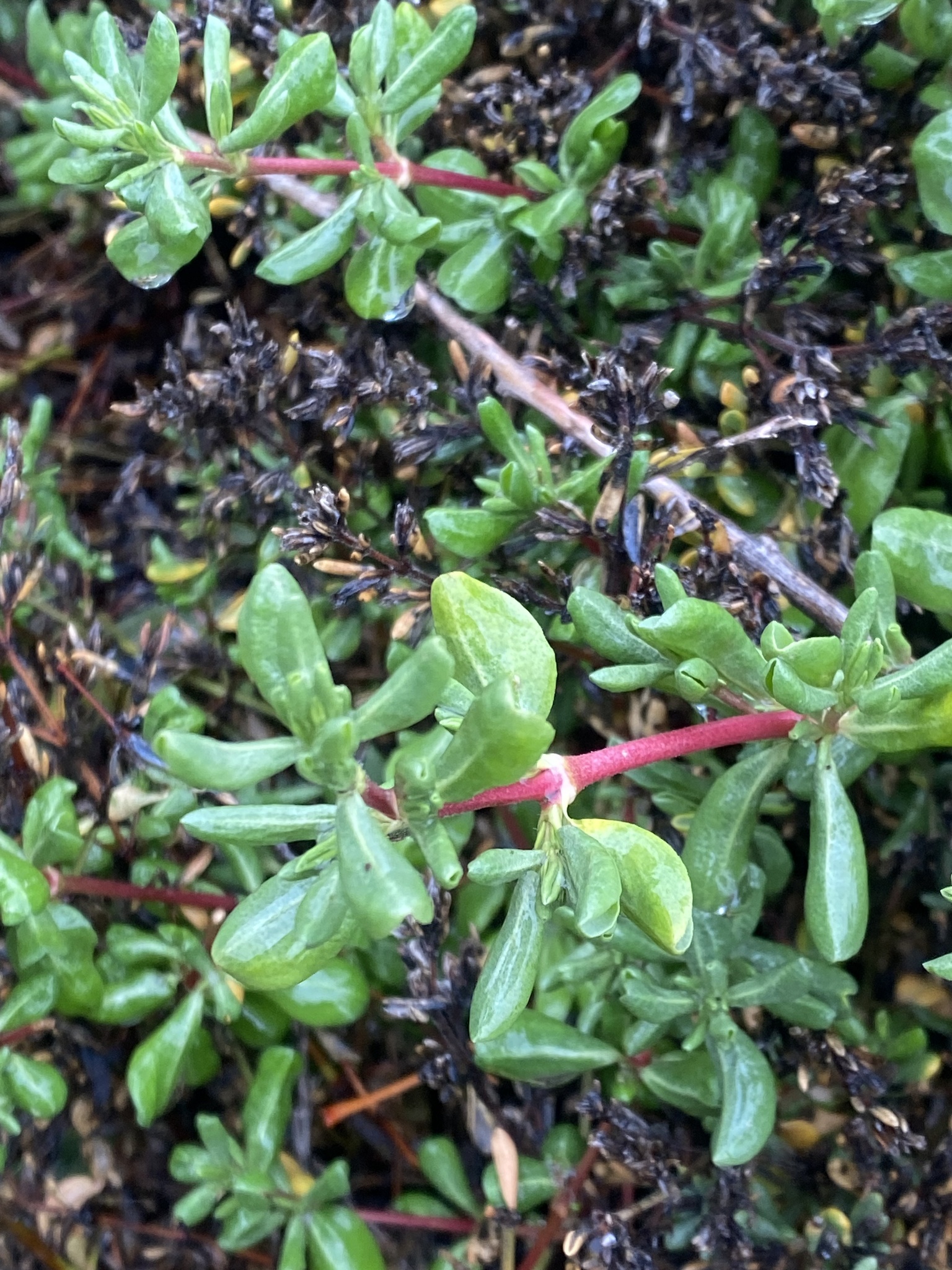 Frankenia salina I.M.Johnst.