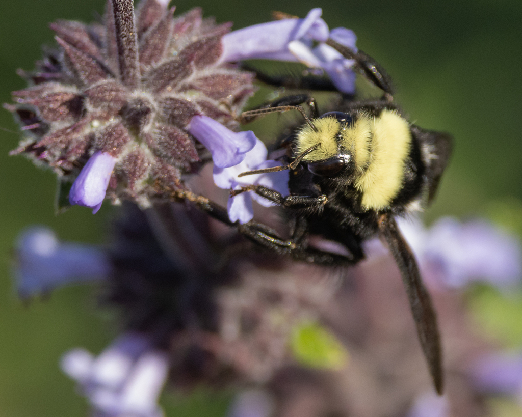 Yellow-faced Bumble Bee from Kensington, San Diego, CA, USA on February ...