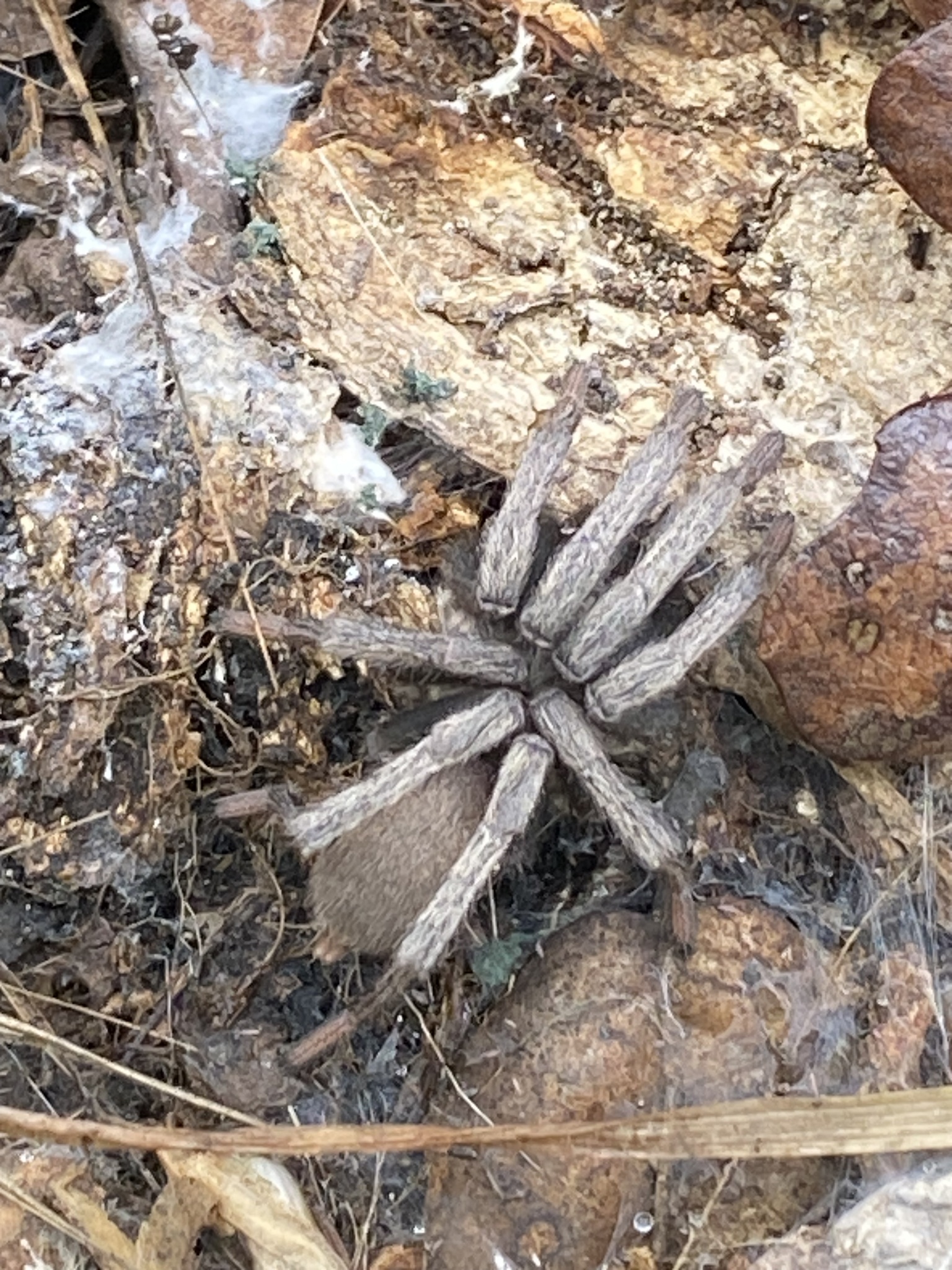 Calisoga longitarsis (Simon, 1891)