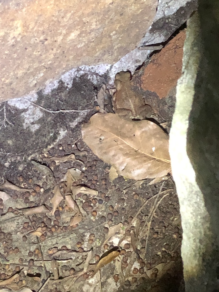 Taiwan Common Toad from 雨聲街, 士林區, TW on February 25, 2023 at 06:53 PM ...
