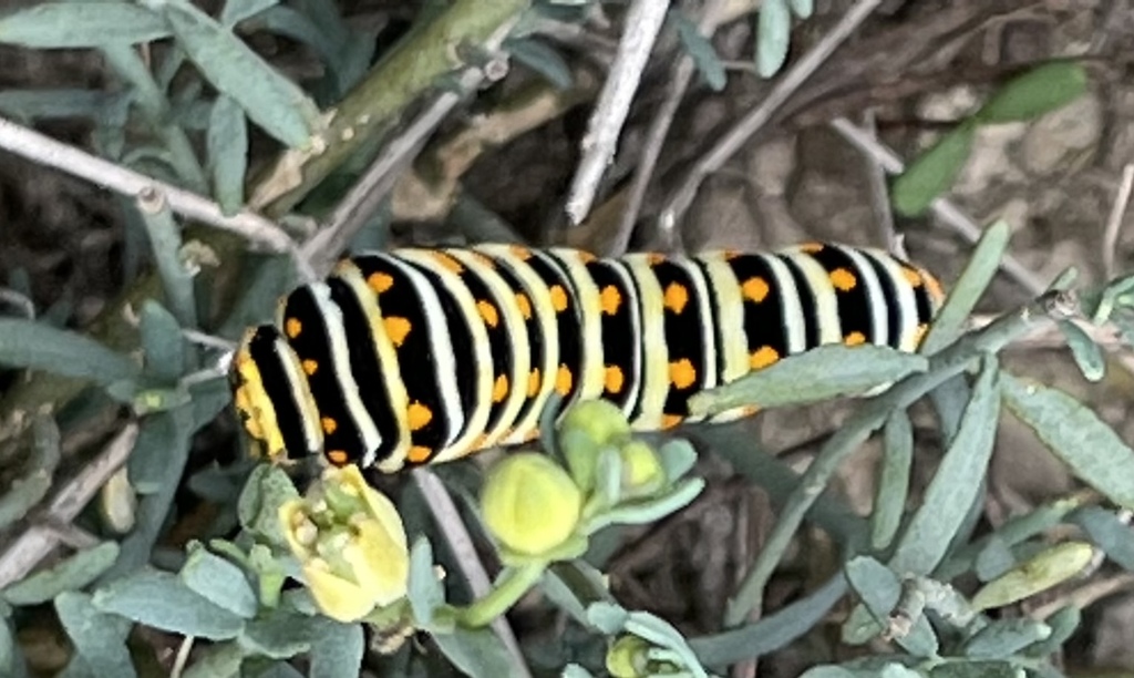 Black Swallowtail from Canyon Lake, TX, USA on February 25, 2023 at 01: ...