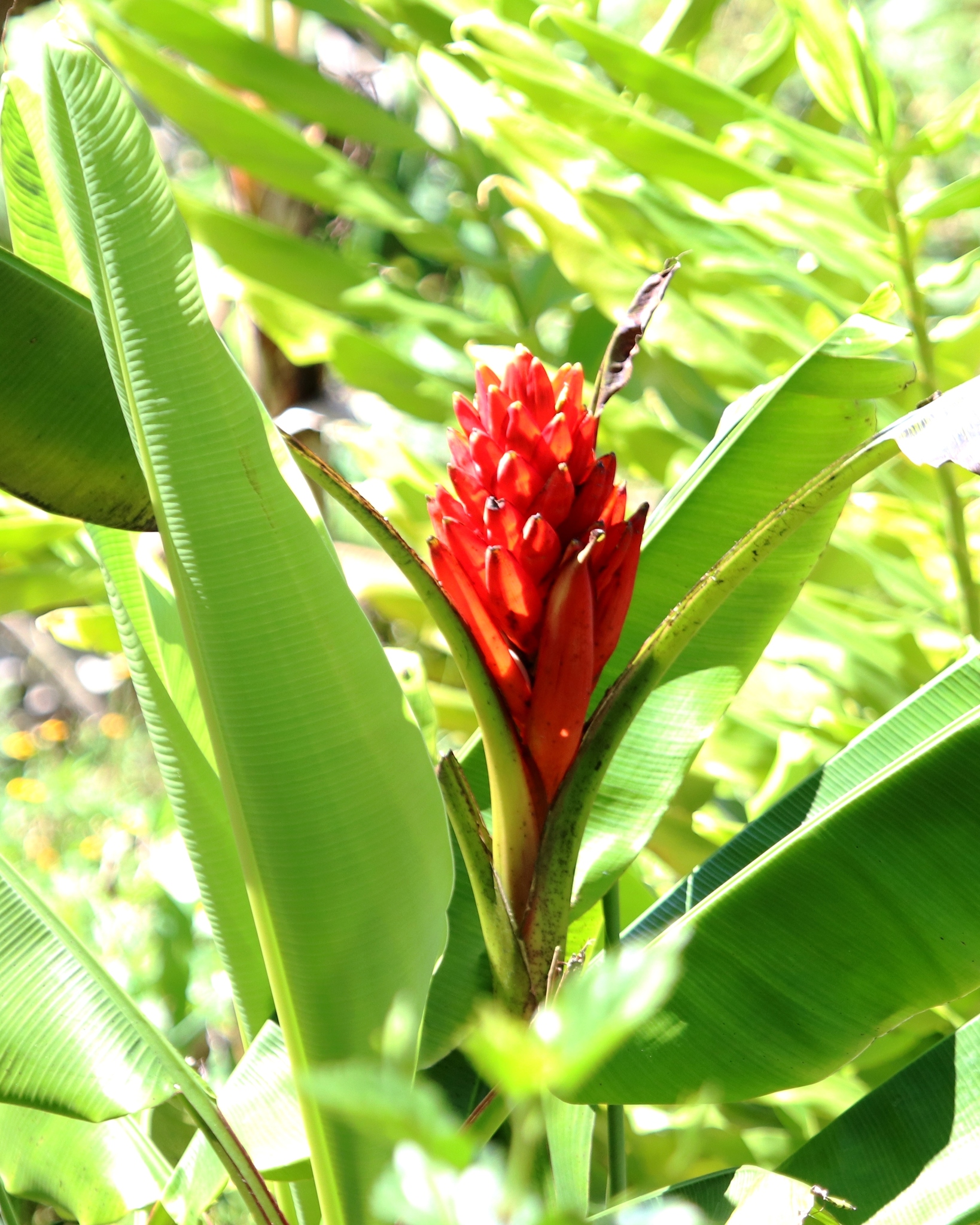 Musa coccinea Andrews