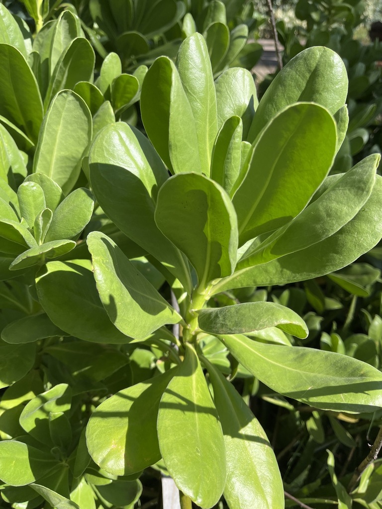 Mokal de la India desde Hekili Pt., Olowalu Landing, Maui el 25 de ...