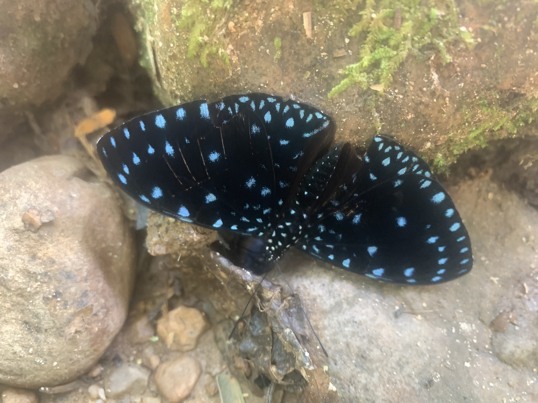 Hamadryas laodamia (Cramer, 1777)