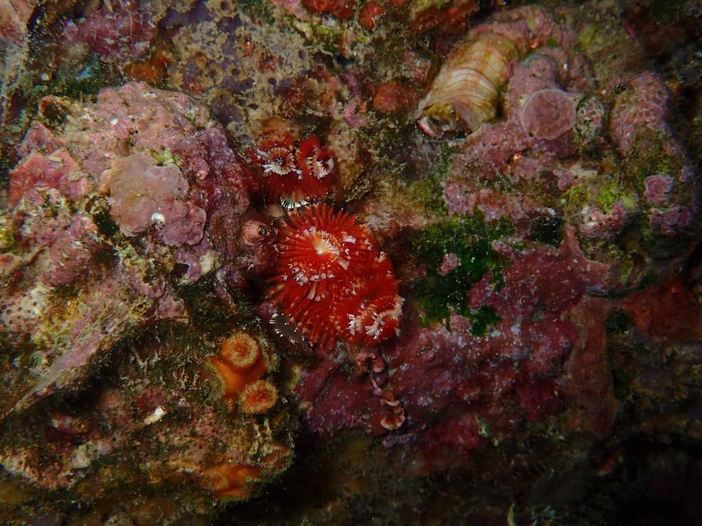 Christmas Tree Worms from Baltra Island, Ecuador on February 21, 2023 ...