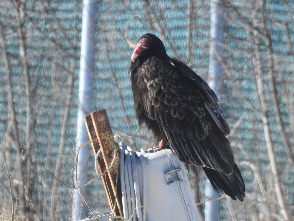 Turkey Vulture from Kings, New Brunswick, Canada on February 25, 2023 ...