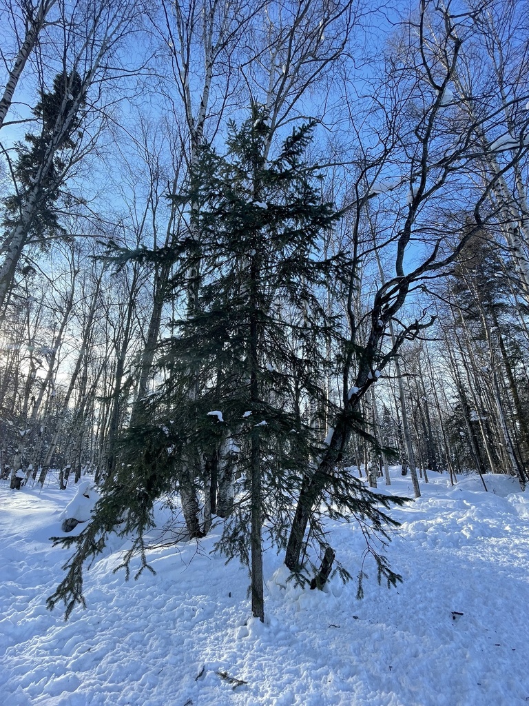 white spruce from University Lake Park, Anchorage, AK, US on February ...