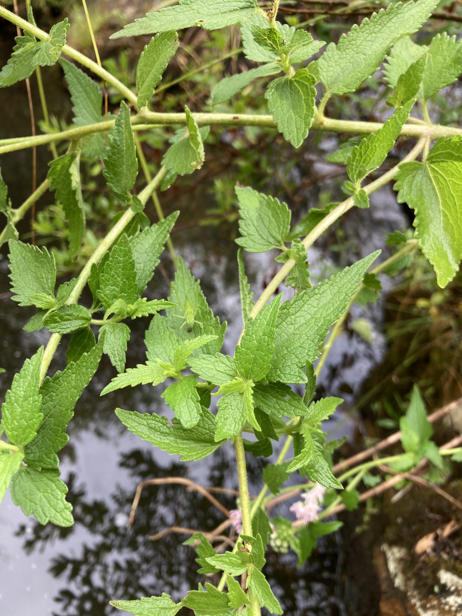 Barrosoa candolleana (Hook. & Arn.) R.King & H.Rob.