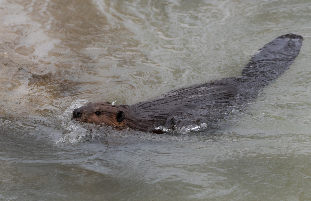 American Beaver (Castor canadensis) - Know Your Mammals