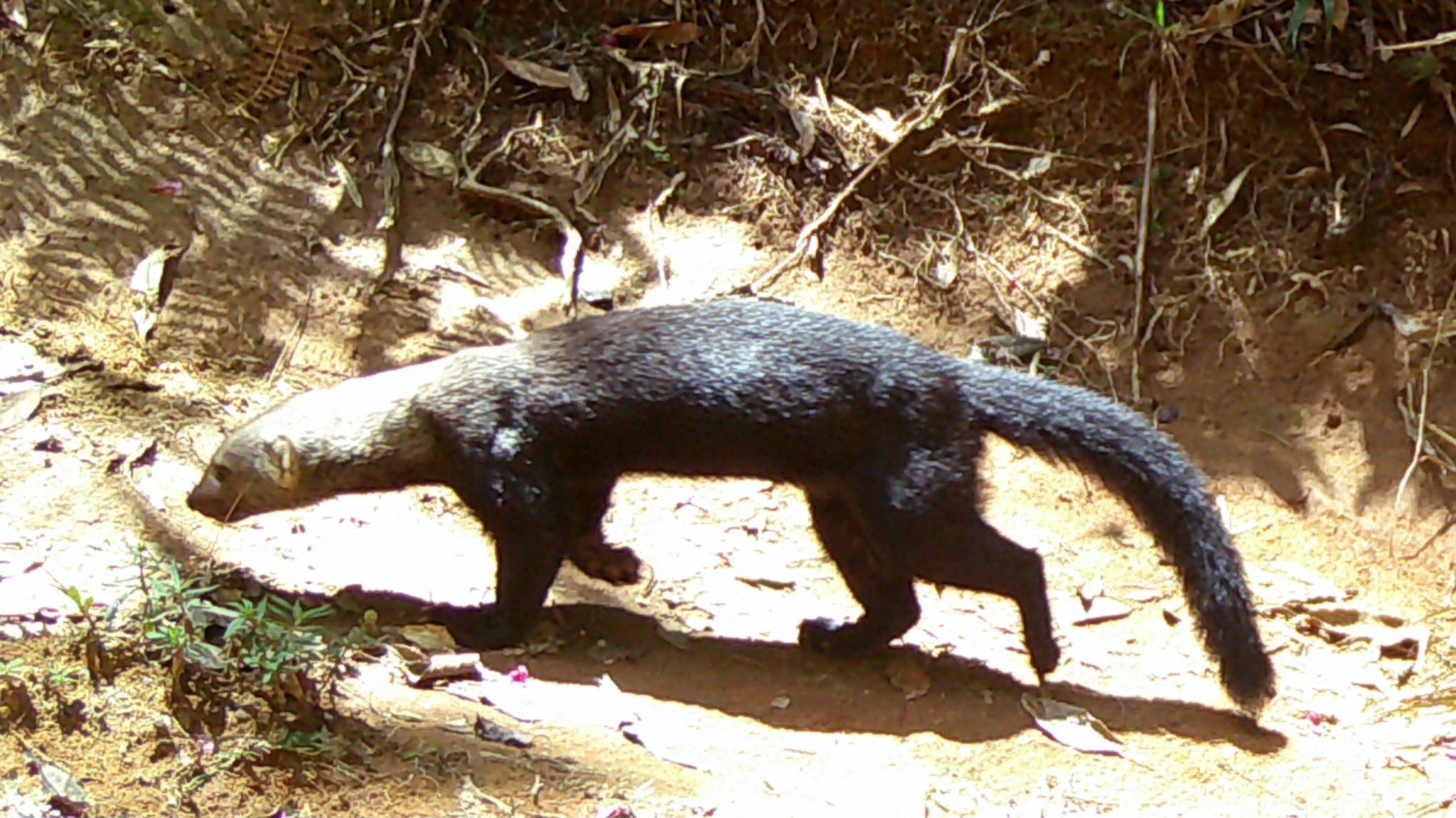 Eira barbara (Linnaeus, 1758)