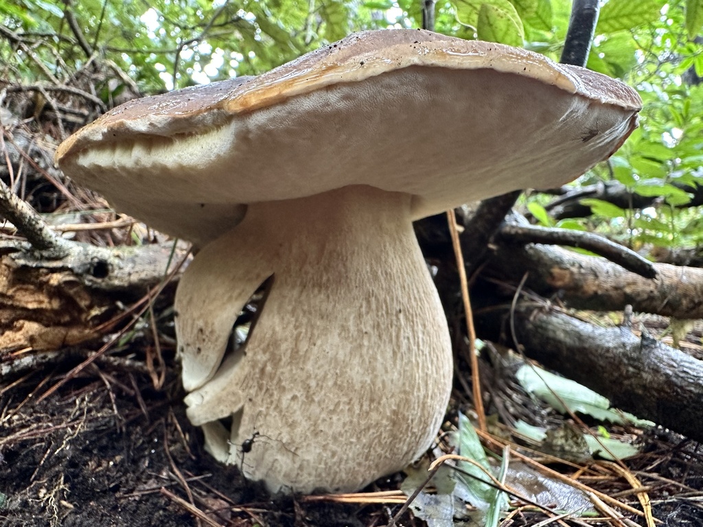 King Bolete in February 2023 by suz_patterson · iNaturalist