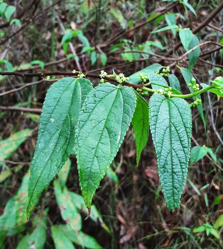 Nettle Tree from Bowen Mountain NSW 2753, Australia on February 22 ...