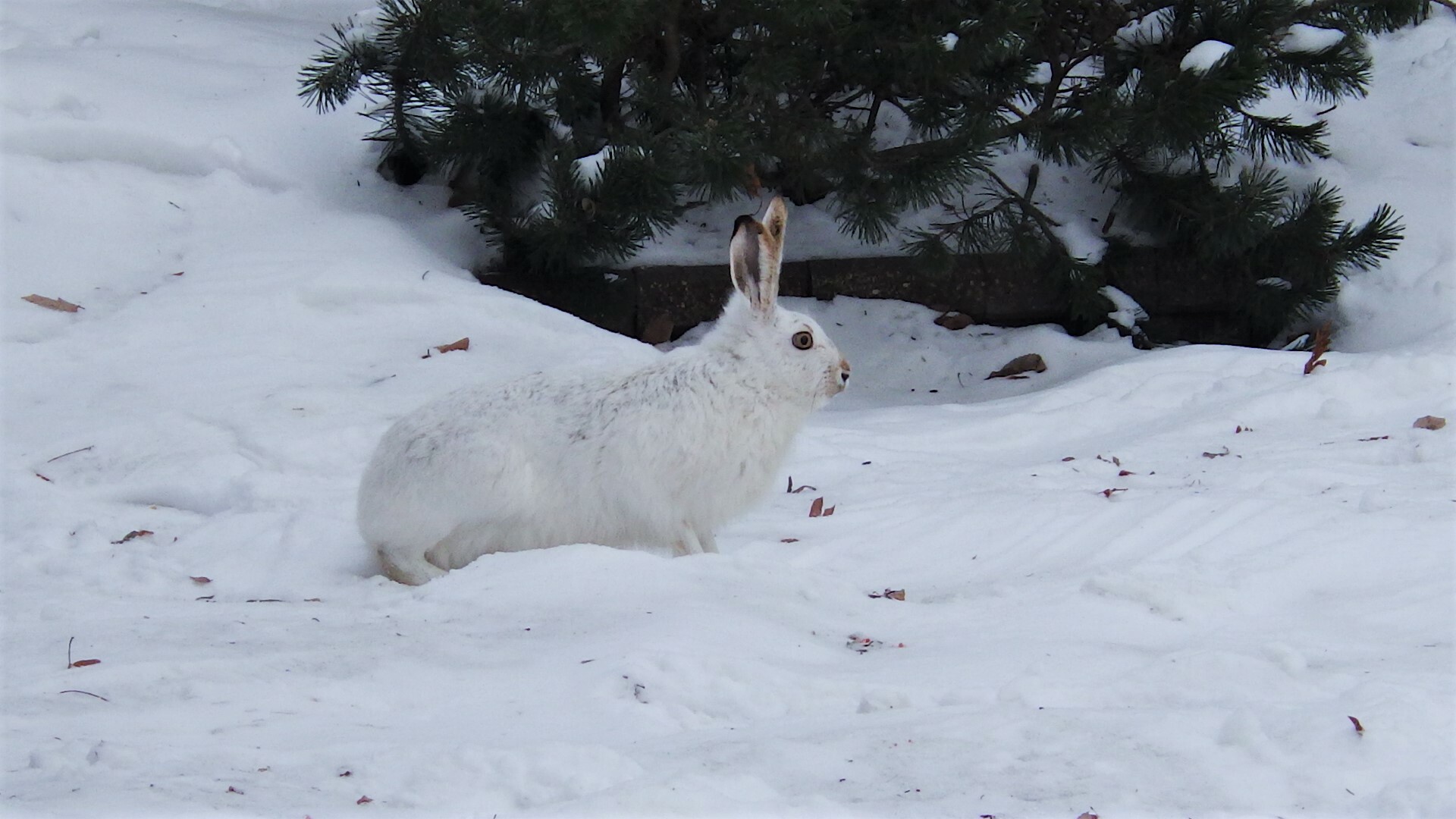 Lepus townsendii Bachman, 1839