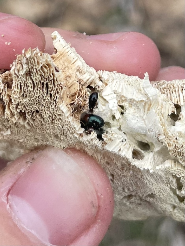 Two-horned Darkling Beetle in February 2023 by Alex Harman · iNaturalist