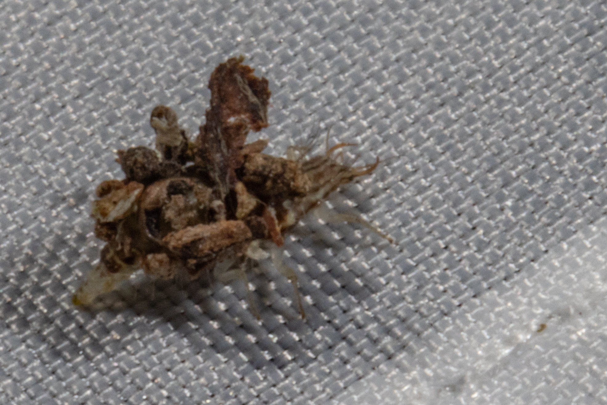 Mallada basalis (Walker, 1853)