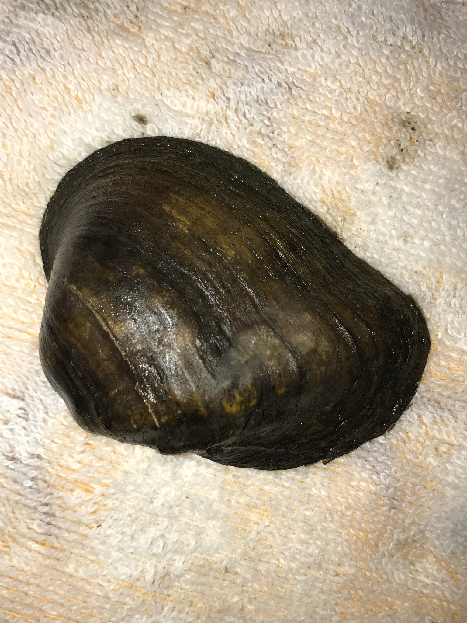 Fusconaia C.T.Simpson, 1900