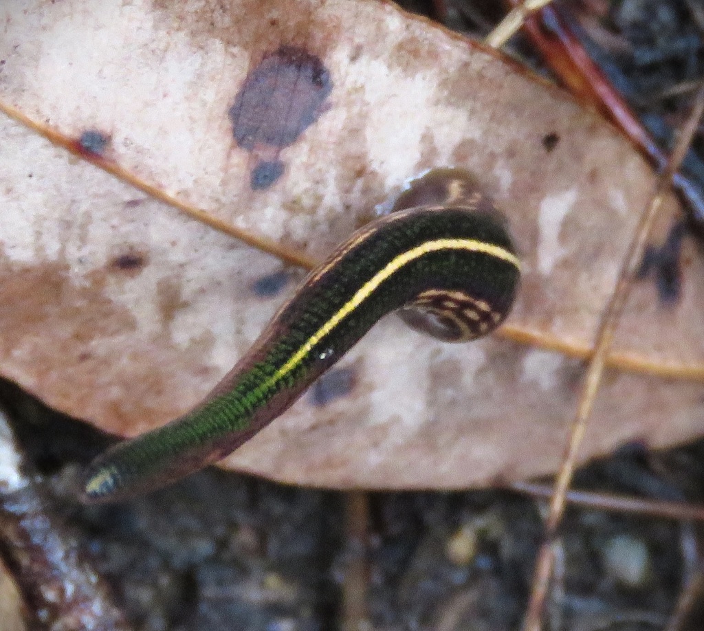 Jawed Leeches from Bowen Mountain NSW 2753, Australia on February 22 ...