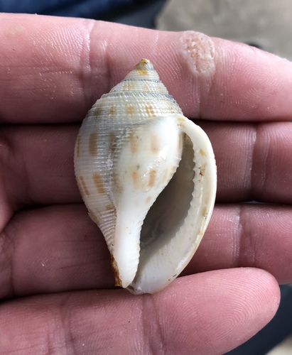 Royal Bonnet Snail (Sconsia striata) · iNaturalist