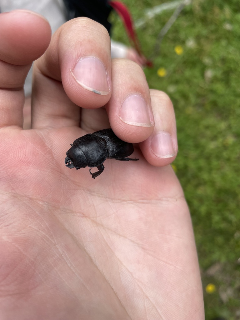 Lissapterus howittanus from Yarra Ranges National Park, Marysville, VIC ...
