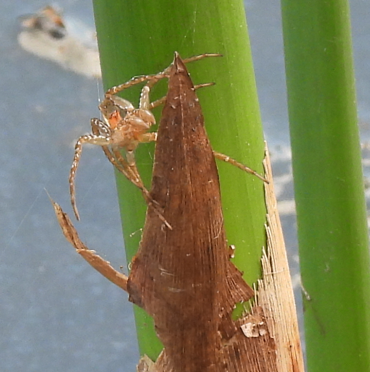 Fishing Spiders from Hilltop Baton Rouge, Baton Rouge, LA, USA on ...